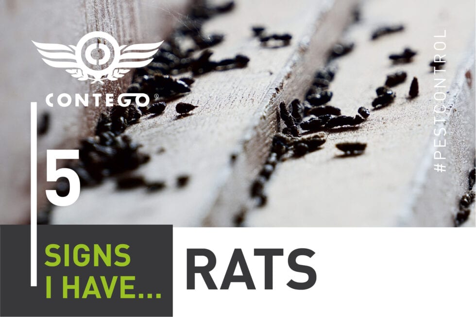 5 SIGNS I HAVE RATS IN MY HOME | Contego