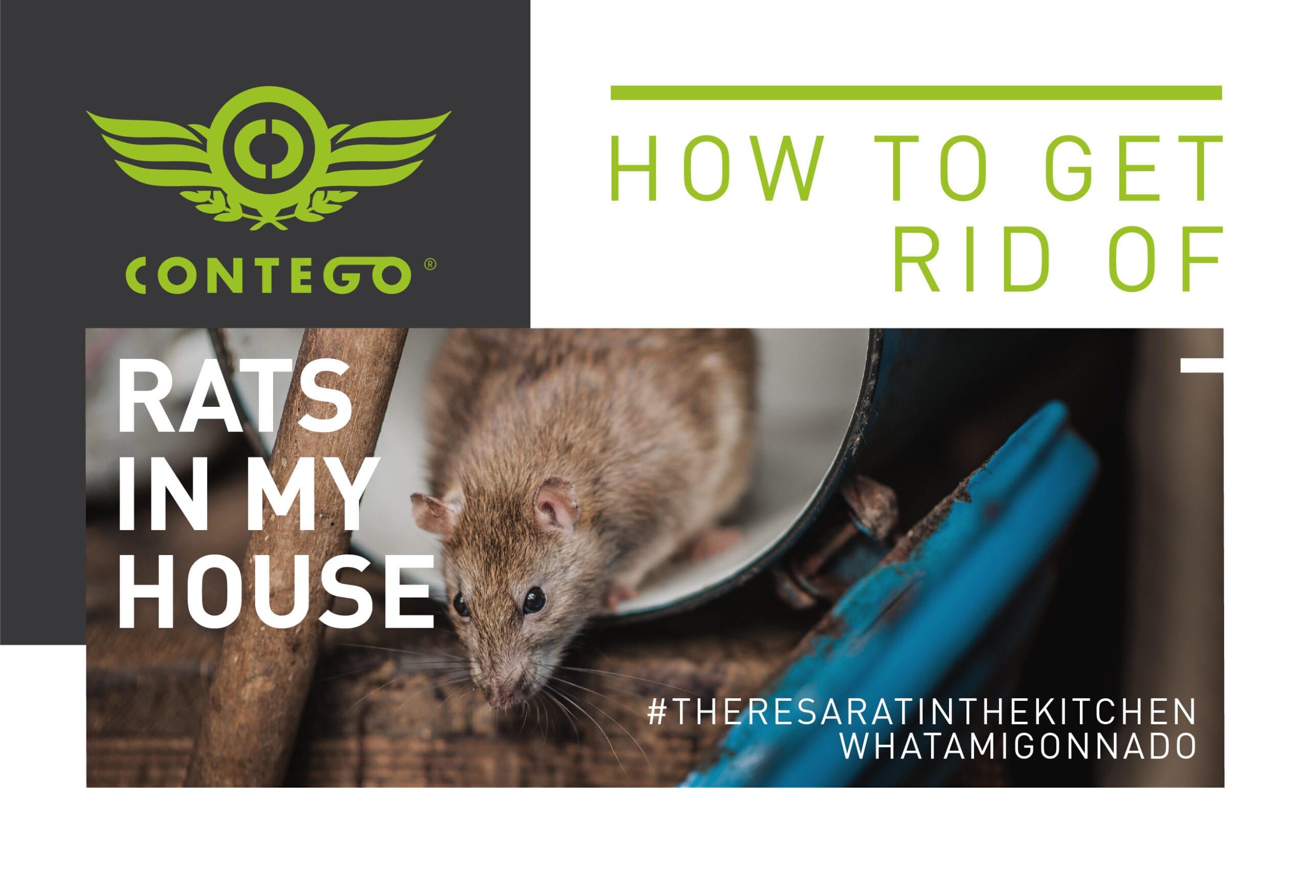 How Do I Get Rid Of Rats In My House? | Contego