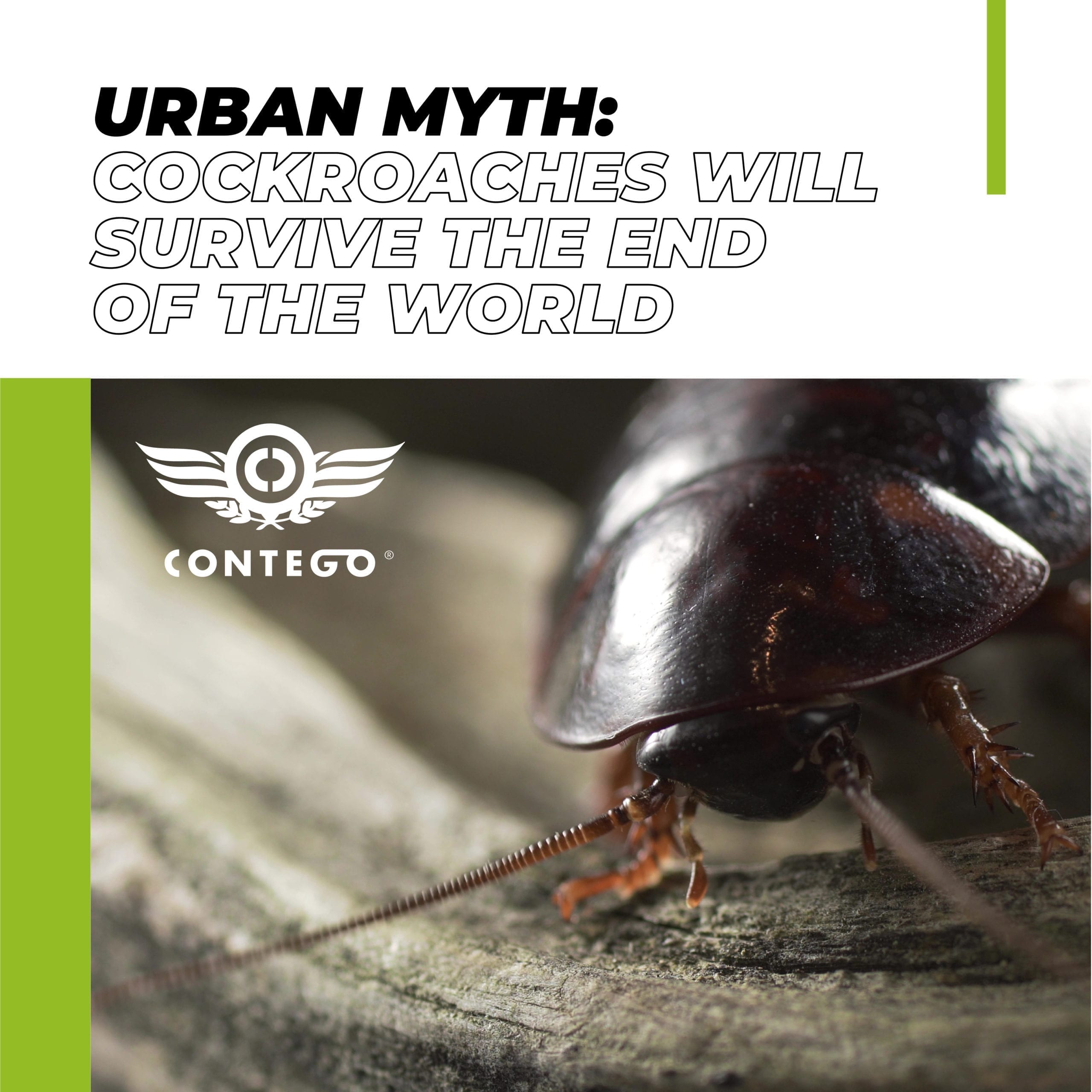 Urban Myth: Cockroaches Will Survive the End of the World | Contego